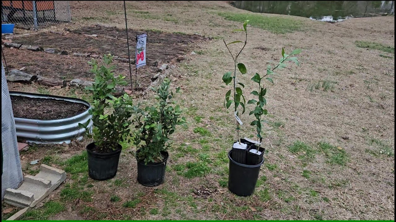Got More Fruit Trees .. Ten Degree Tangerine, Brown's Select Satsuma ...