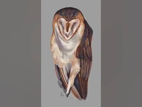 Owl Timelapse Drawing in Procreate - IG @rpmstudios2024 - YouTube