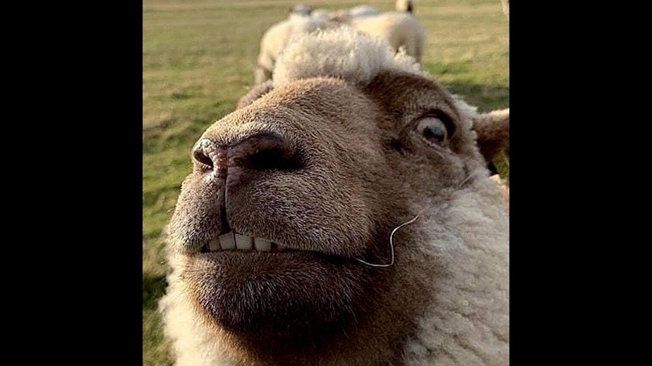 Прямая трансляция Jonibek - YouTube