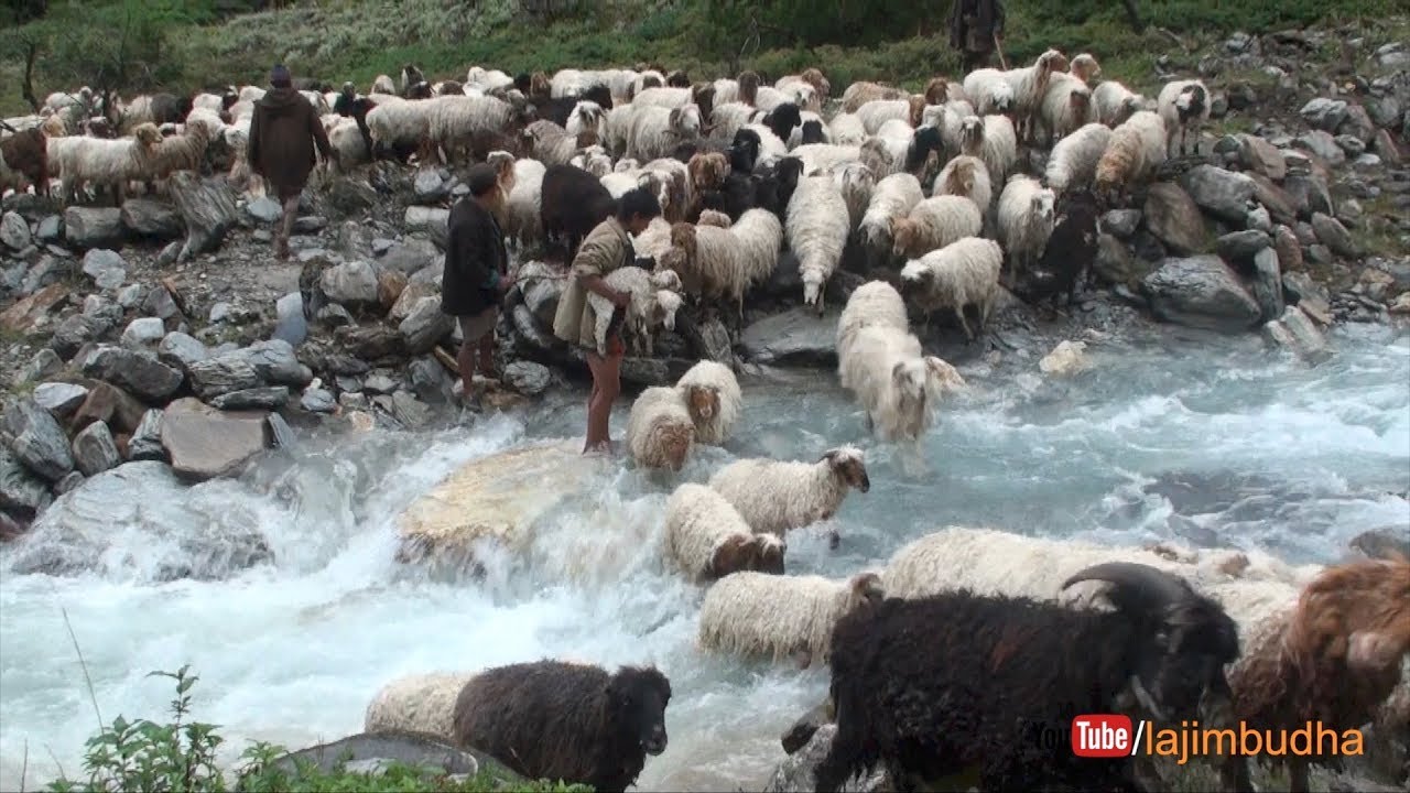 sheep herd crossing the stream || sheep farm || - YouTube