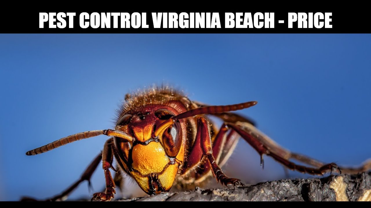 Pest control Virginia Beach Prices - YouTube
