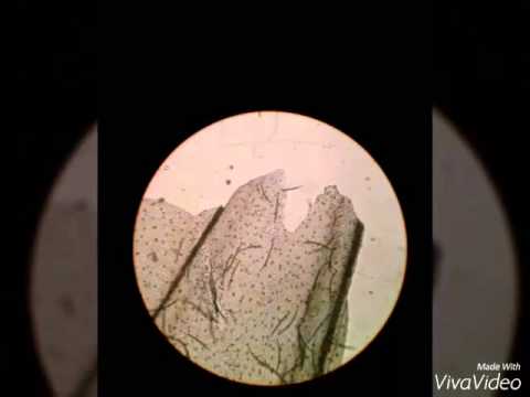 Fly Zoomed In - YouTube