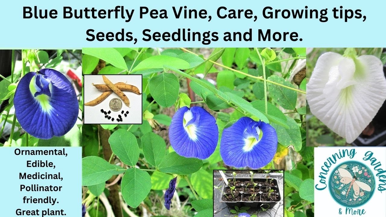 Blue Butterfly Pea Vine, Grow, Care, Seeds, Seedlings & more. Add this ...
