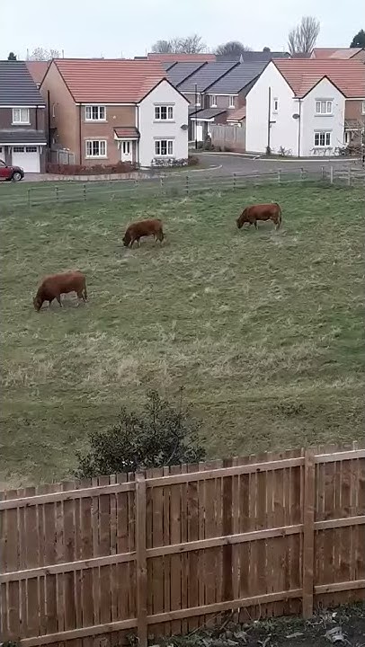 Hello cows - YouTube