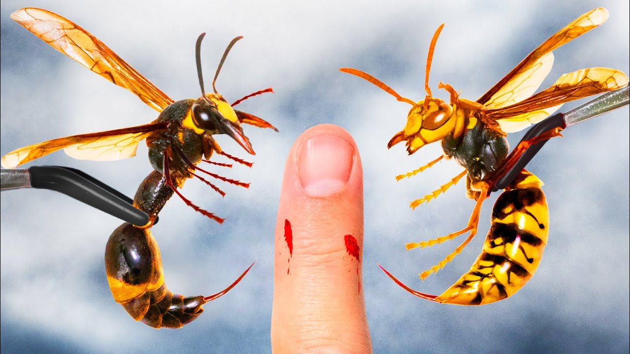 STUNG 40 Times! (Japanese Wasp Battle) - YouTube