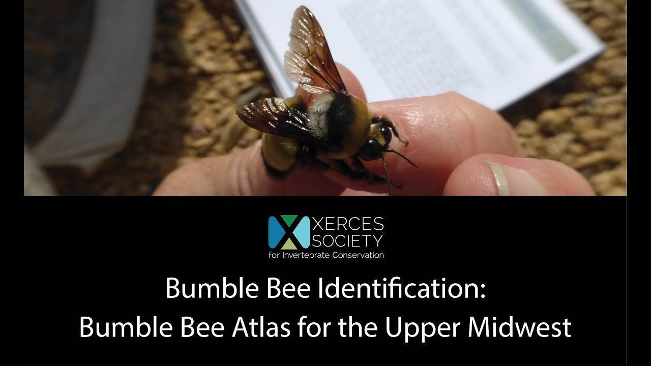 Bumble Bee Identification: Bumble Bee Atlas for the Upper Midwest - YouTube