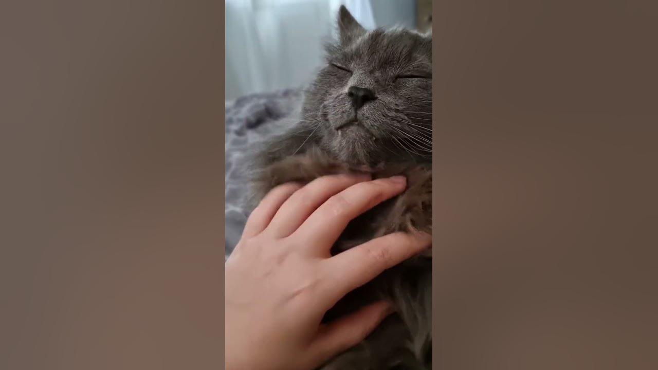 шанхайский барс!) - YouTube