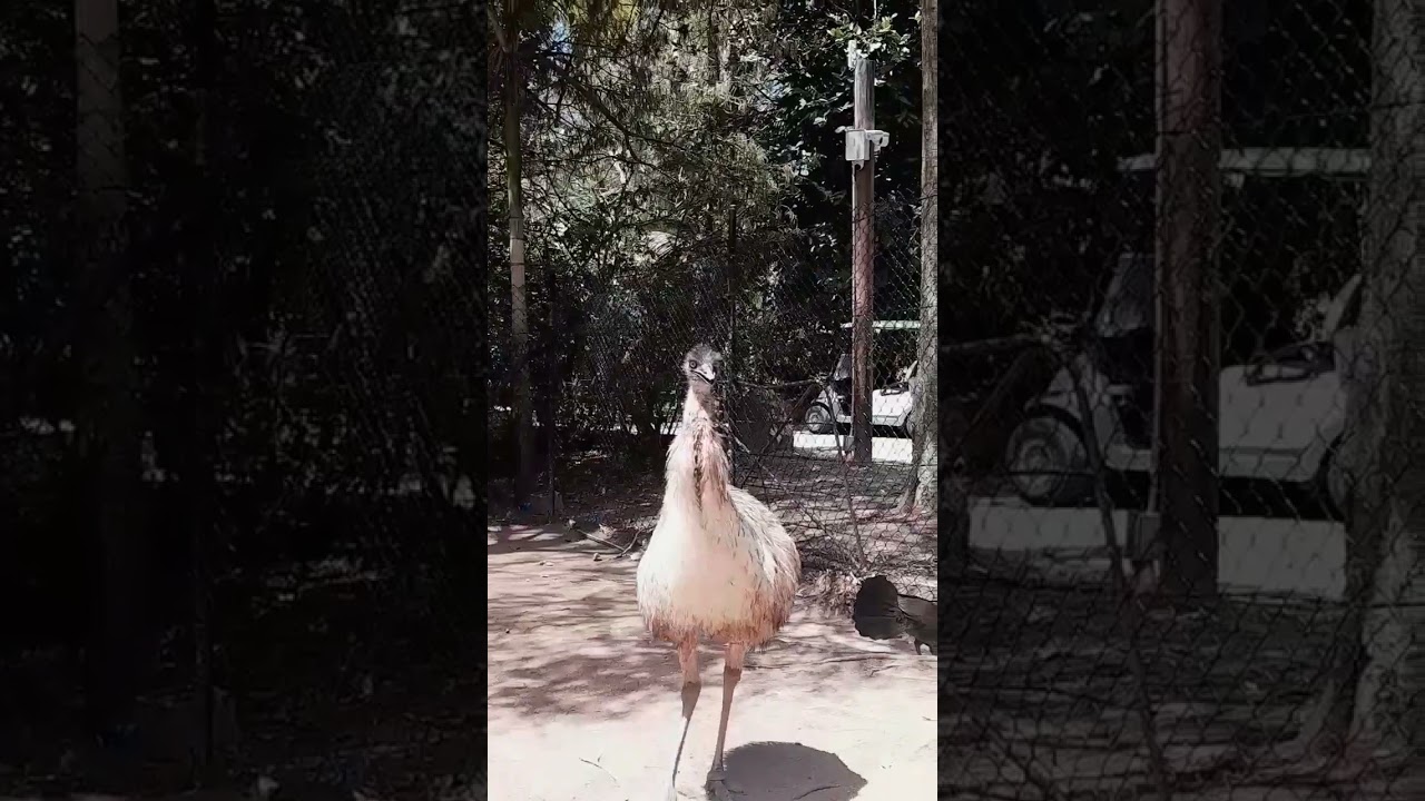 A day in Gold Coast zoo! - YouTube