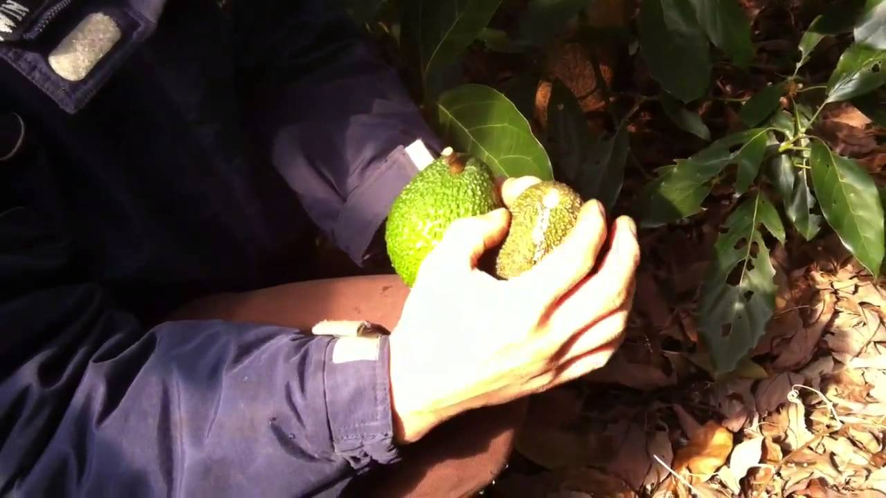 Jeju island Avocado - YouTube