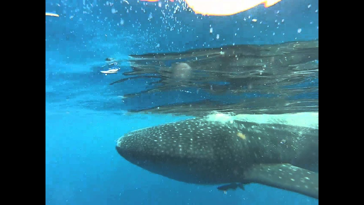 Whale Shark Pod Up Close, Mexico 2013 - GOPR0016 - YouTube
