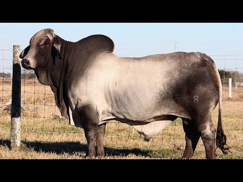 5 Best Cattle Breeds In South Africa - YouTube