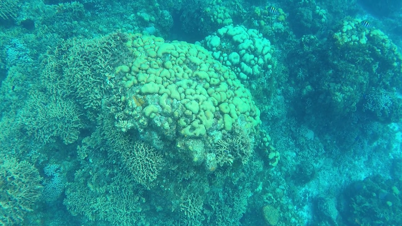 Shimp 2018 Cozumel - Columbia Reef - Coral 2 - YouTube