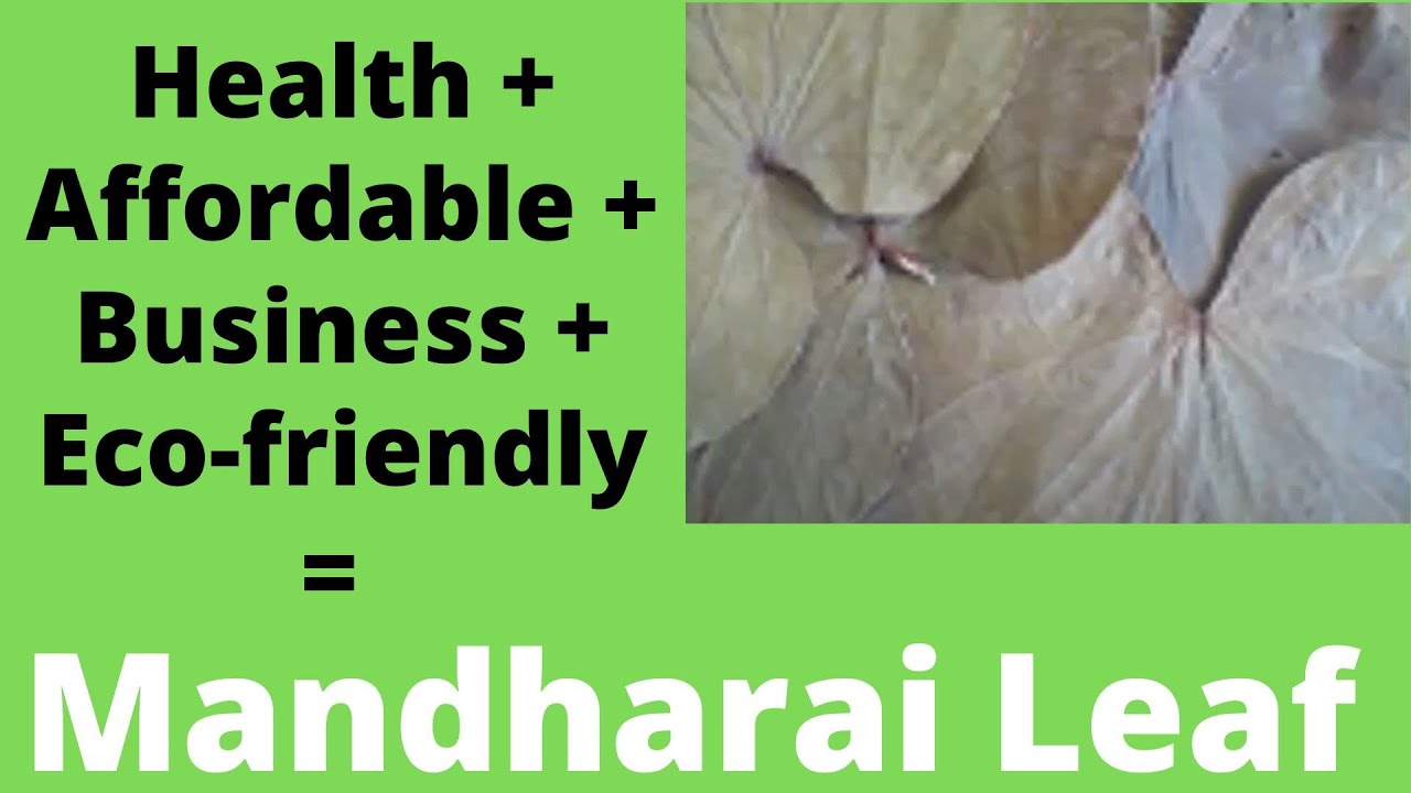 #Mandharai leaf for all | Health + cheap + Green business(English ...