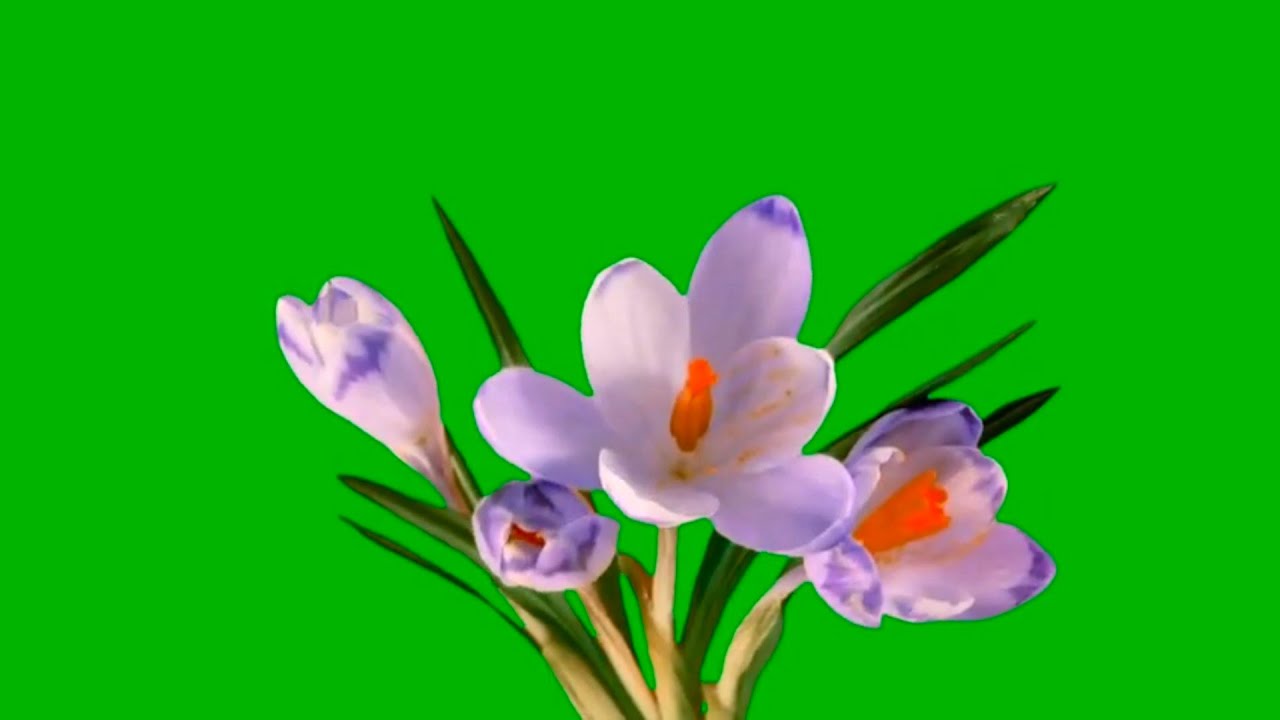 Blooming flowers - Free Green Screen - YouTube