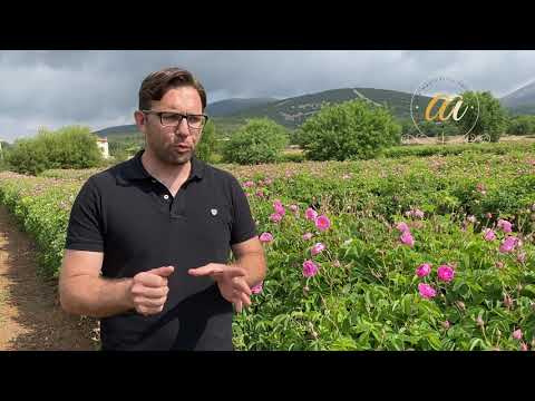 Bir Kişi Bir Günde Ne Kadar Gül Hasat Edebilir?
