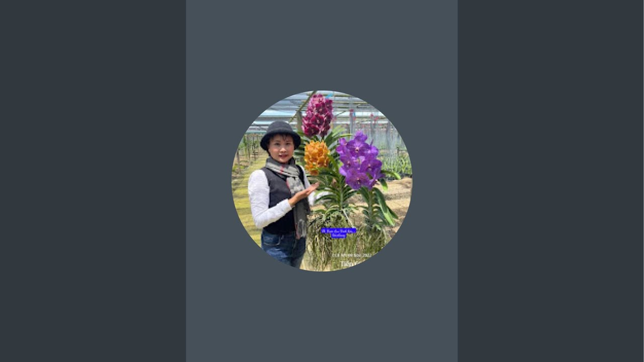 HỒ ĐIỆP CÁC LOẠI, DENRO, THIẾT KẾ NHIỀU LOẠI ☎️0903.177.978(cLoan ...