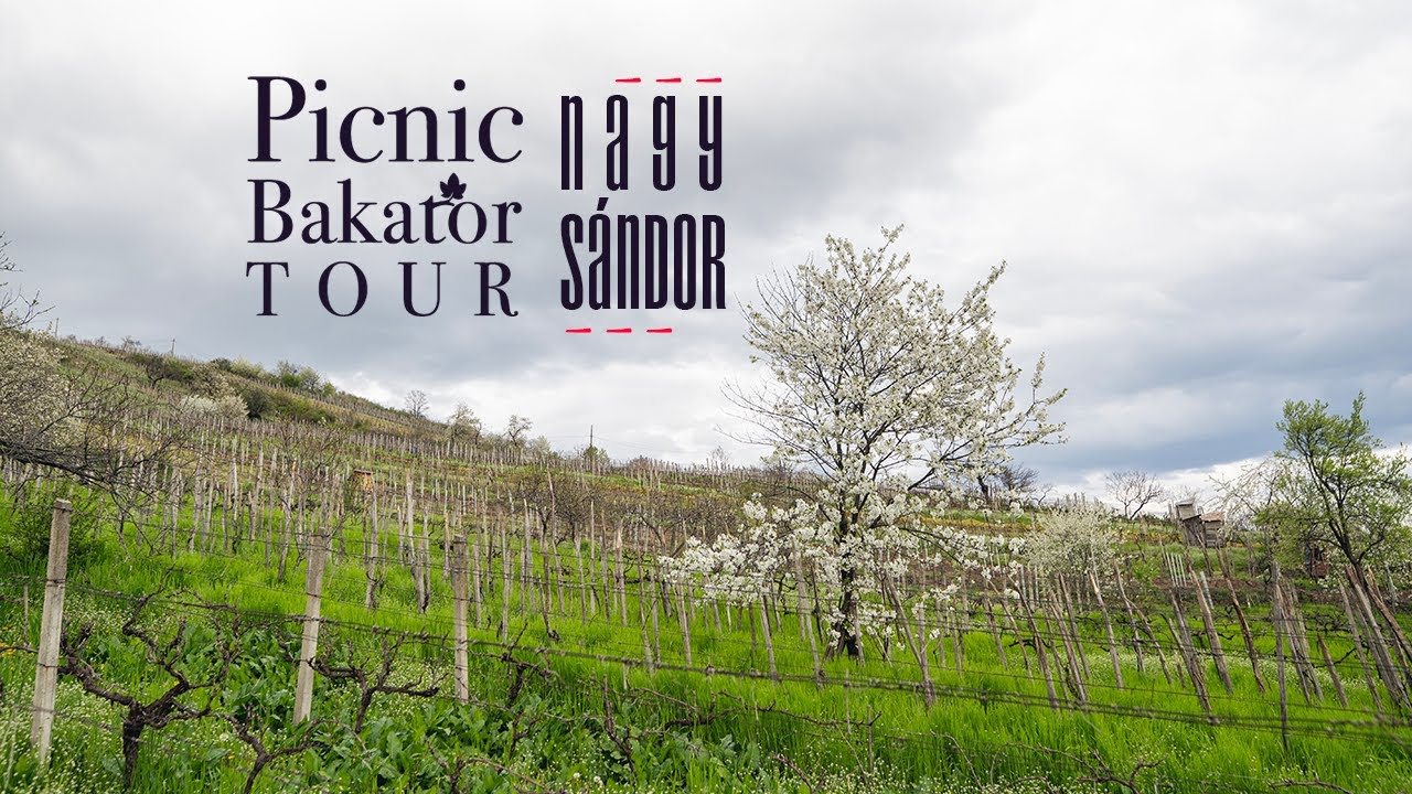 Nagy Sándor - Picnic Bakator Tour 2023 - YouTube