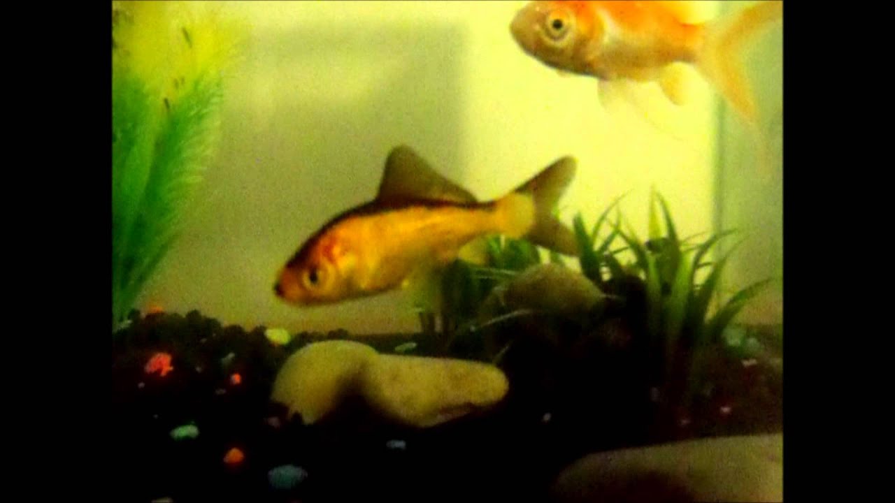 Hitler Fish! - YouTube