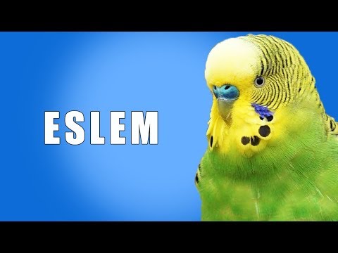 ESLEM Kuşun Senin Adını Söylesin - Muhabbet Kuşu Konuşturma