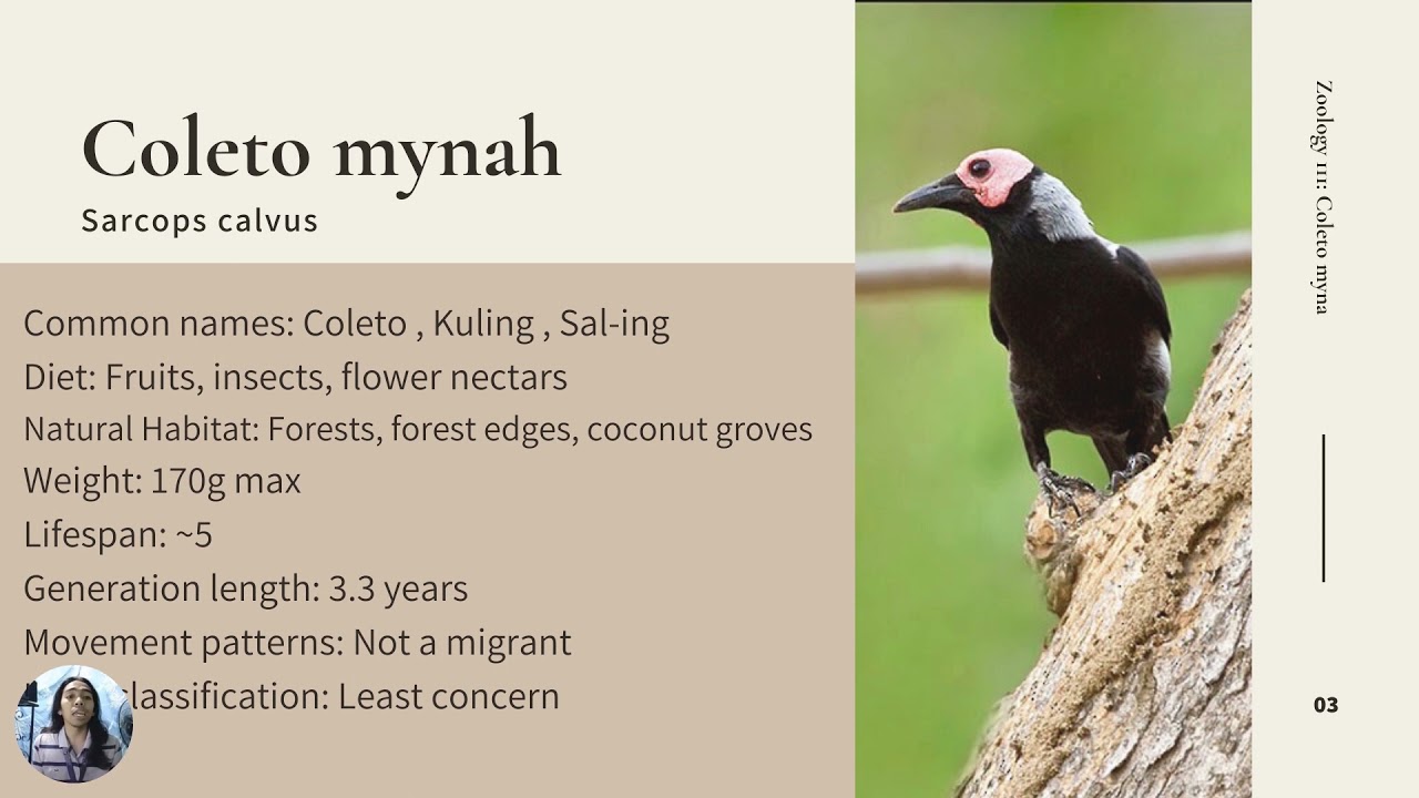 Coleto mynah, Pili, Aimeil Jashpher - YouTube