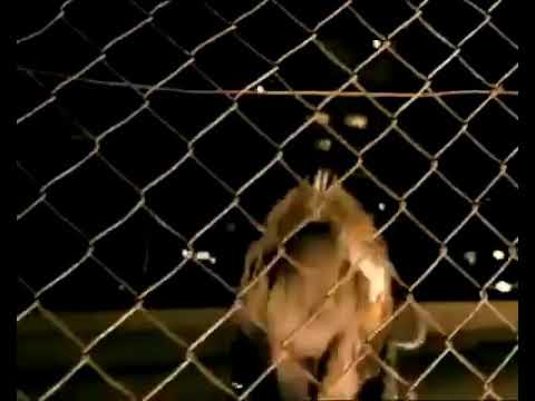 Pirikol oglan itden (qoxmur)