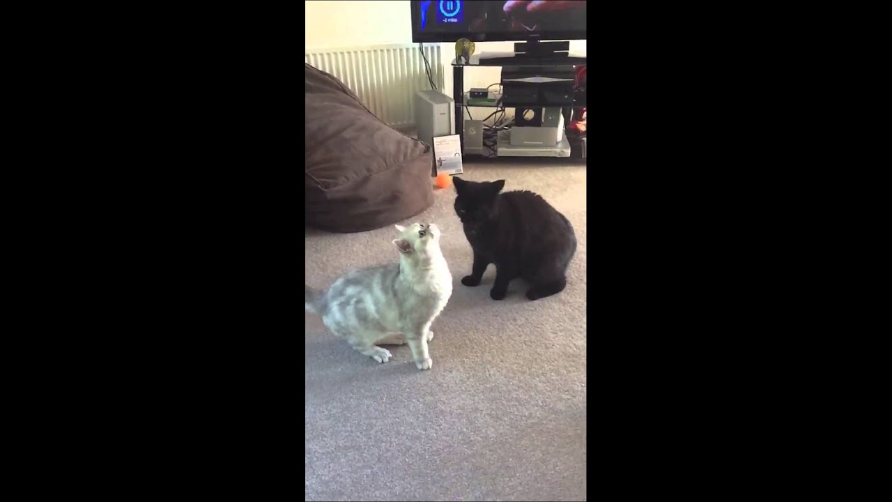 Epic cat fight - YouTube