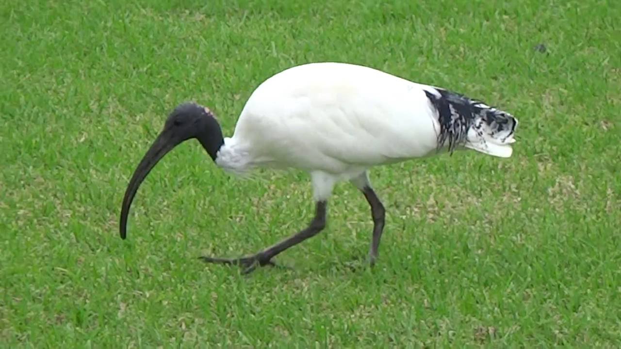 Australian White Ibis Busily Feeding in the Grass - YouTube