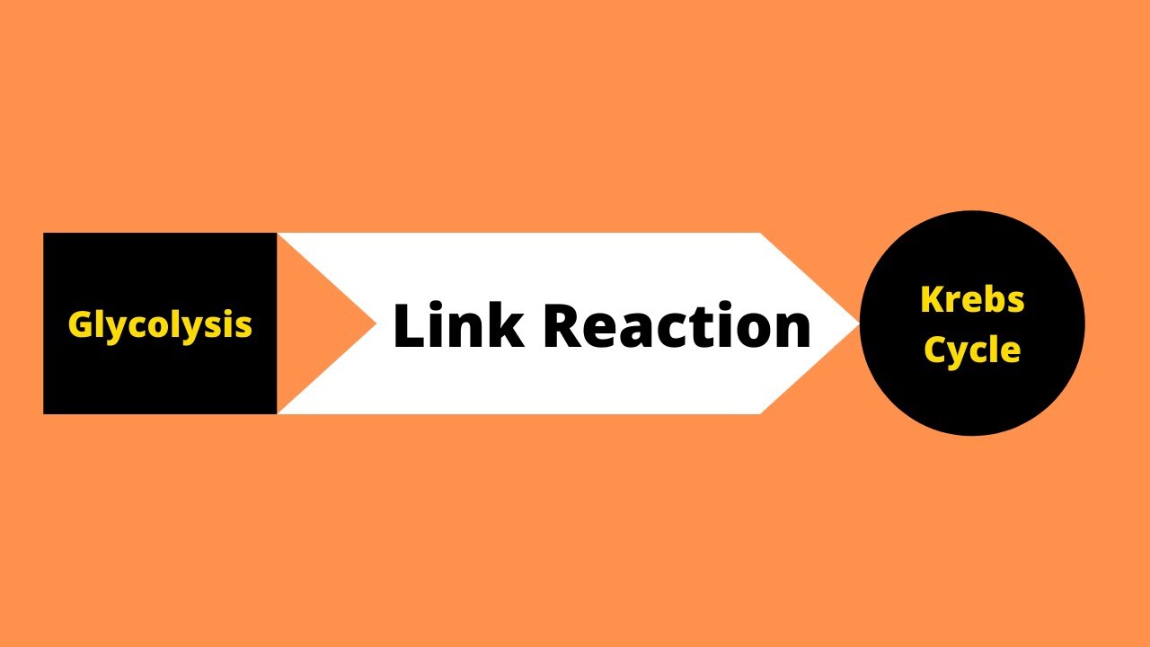 Pyruvate oxidation OR Link reaction | Cellular Respiration | Ibad ...