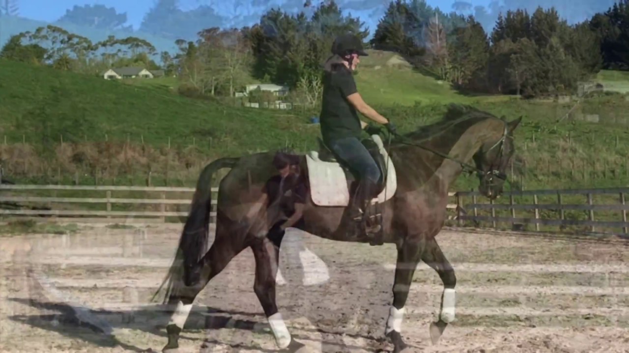 Transitions - Walk Canter, Canter walk - YouTube