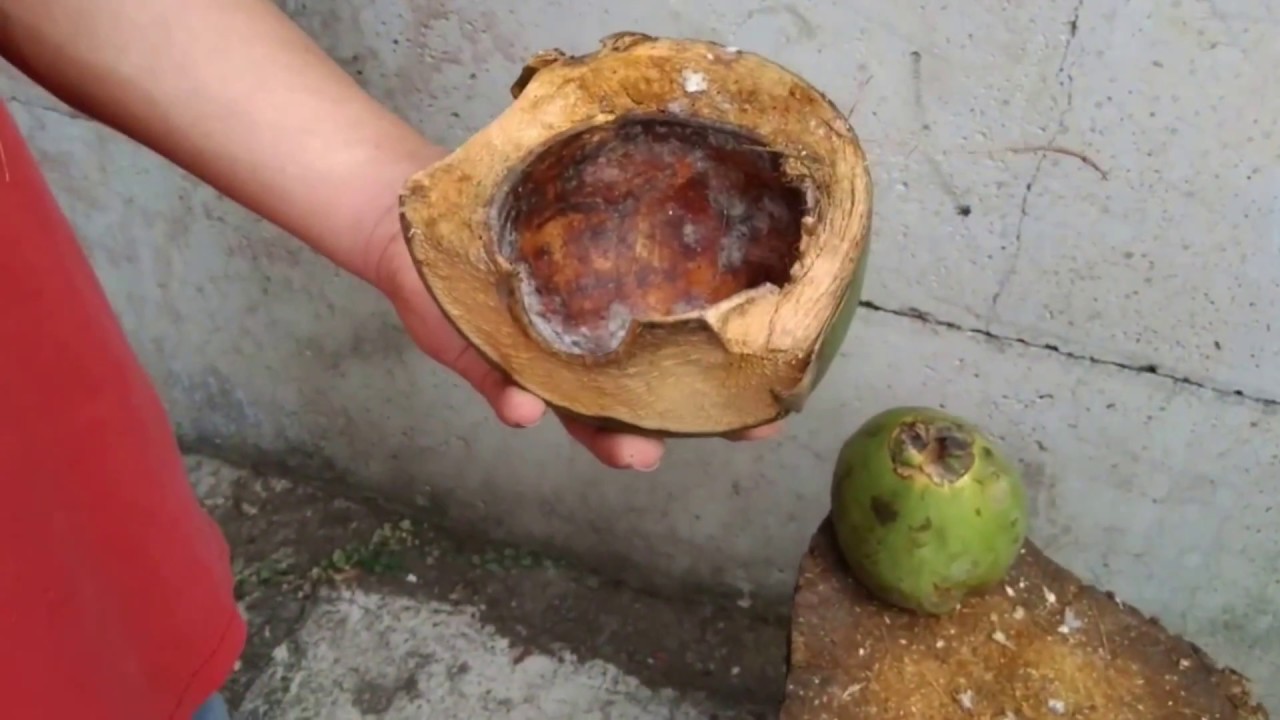 HACIENDO FIBRA DE COCO Y CHIP DE PIPA EN CASA. - YouTube