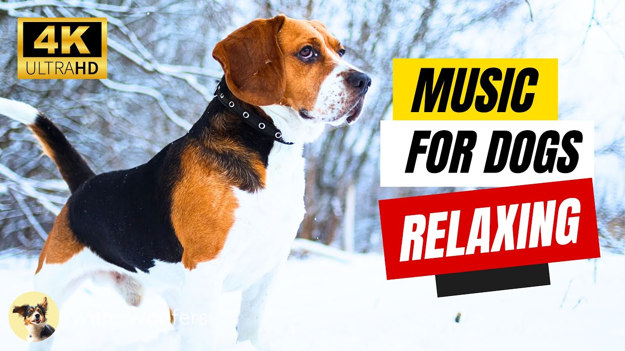 Chill Canine Tunes: Relaxing Music for Dogs 12 Hours in Winter ️ Witty ...