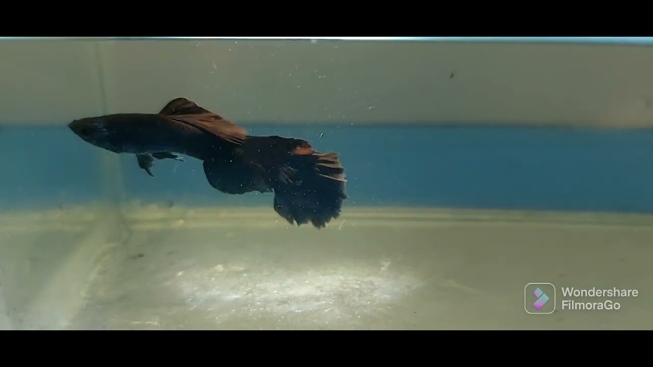 Black Moscow Most beautiful guppy fish - YouTube