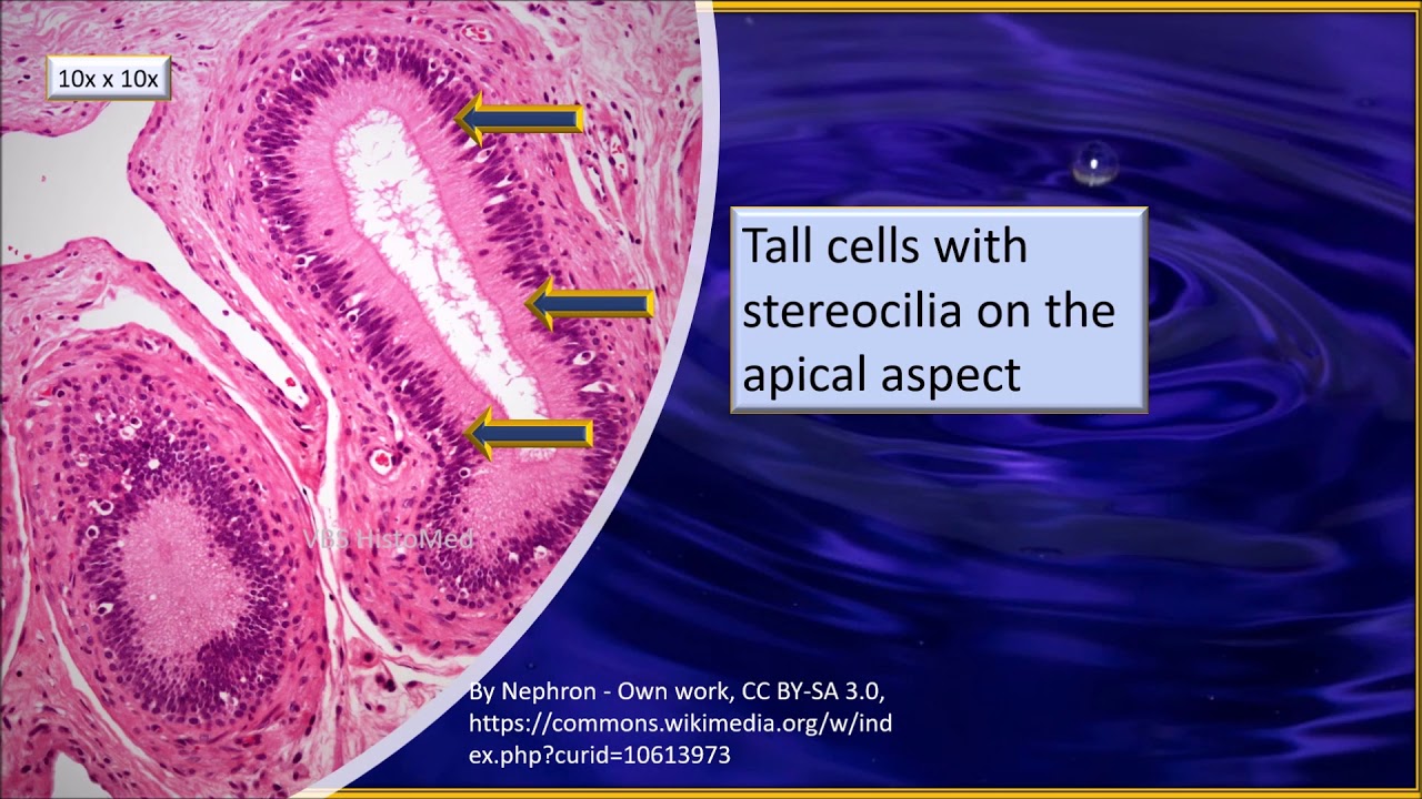 Epididymis Histology - YouTube