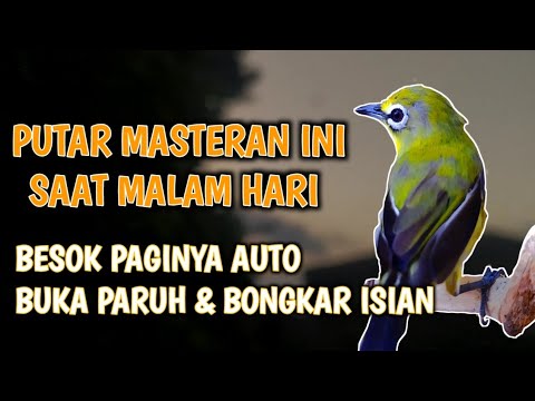 masteran pleci malam hari || agar besoknya buka paruh & bongkar isian