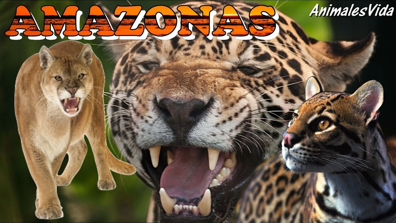 LOS FELINOS DEL AMAZONAS - YouTube