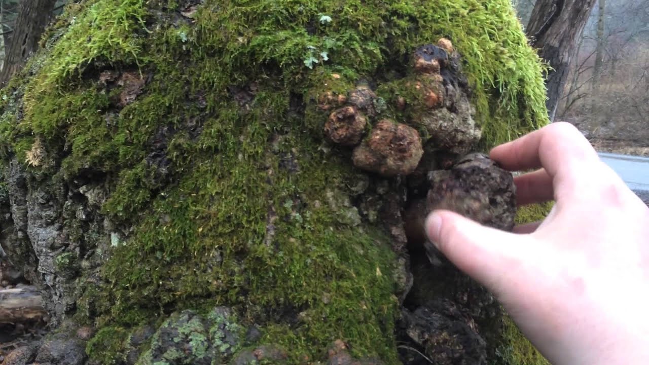 Evil Geocaching Find 1 - YouTube