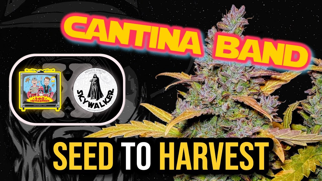 CANTINA BAND 👽🎺 | Mephisto Genetics SEED to HARVEST Autoflower Grow ...
