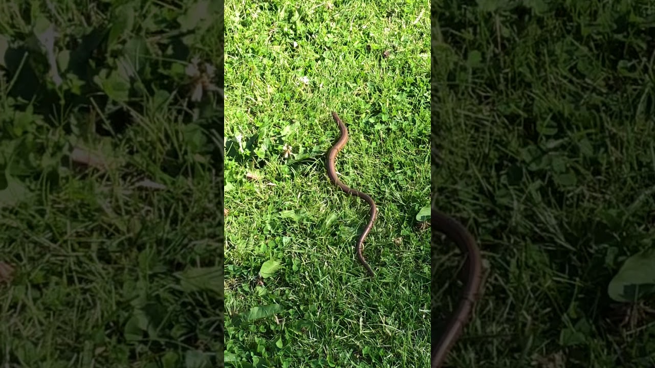 Vaskitsa (Anguis fragilis) - YouTube