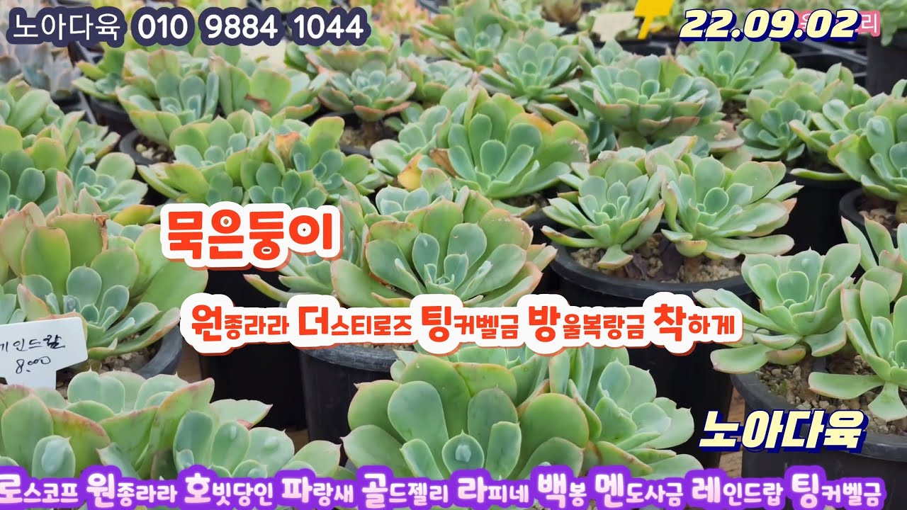 노아다육4탄레인드랍더스티로즈팅커벨금퍼플샴페인핑크베라화그원종라라퍼프로스코프펜타드럼티엠팅커벨금택배010