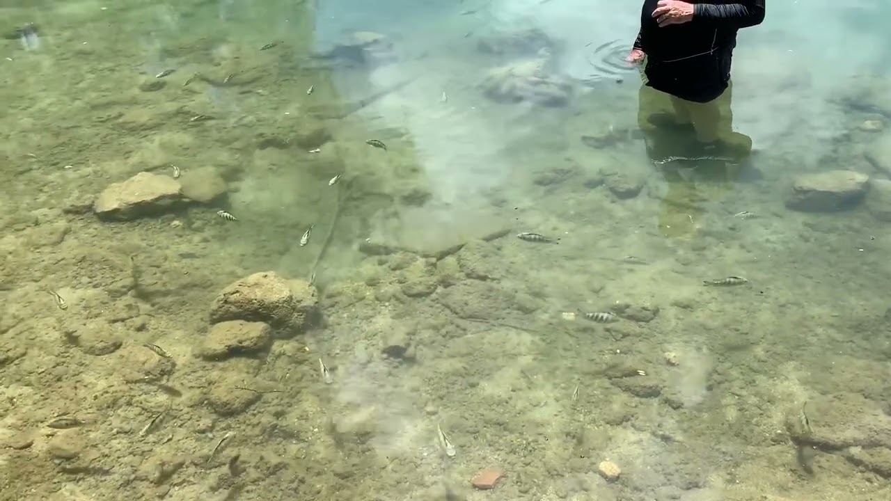 Lots of Fish in Inarajan Pool - YouTube