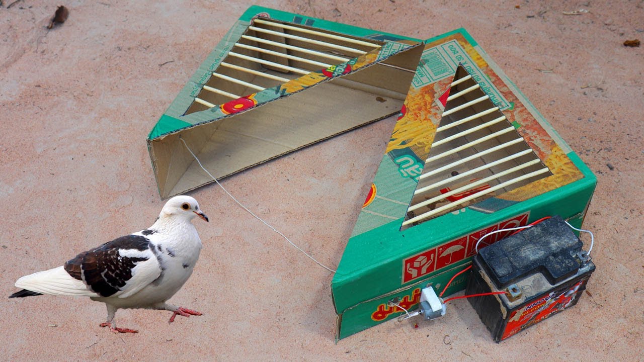 Simple DIY Bird Trap Machine Using Battery 12V And Paper Cage YouTube simple-diy-bird-trap-machine-using-battery-12v-and-paper-cage-youtube