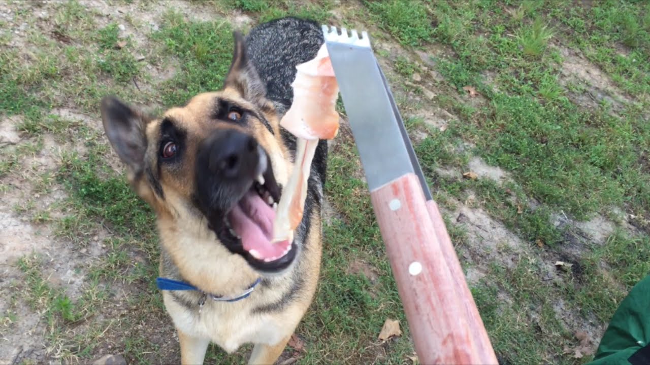 German Shepherd gets Raw Bacon - YouTube
