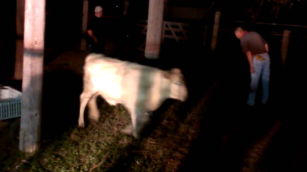 Bulldog Calf scramble 101 - YouTube