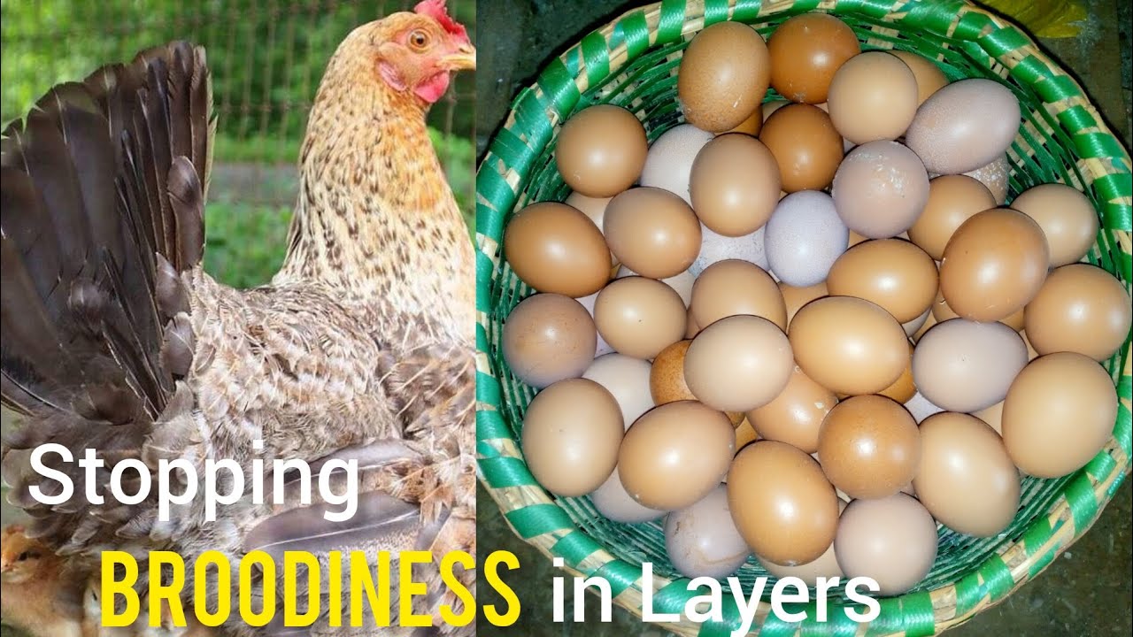 How to Stop Broodiness In Layers - YouTube