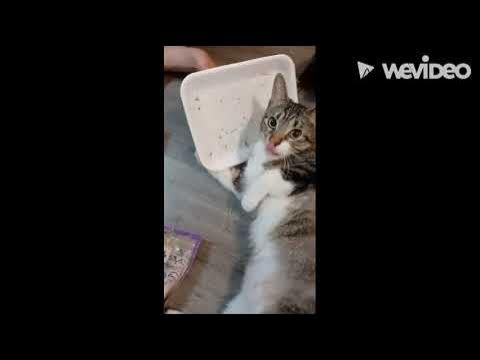 Funny Catnip Reaction (Part 1) - YouTube