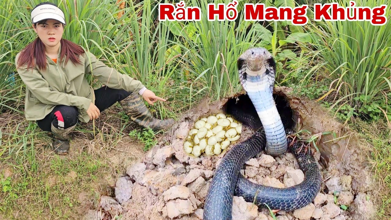 Phát Hiện 2 Con Rắn Hổ Mang Chúa Khổng Lồ Bò Qua Đường Lột Xác Khiến Cả ...