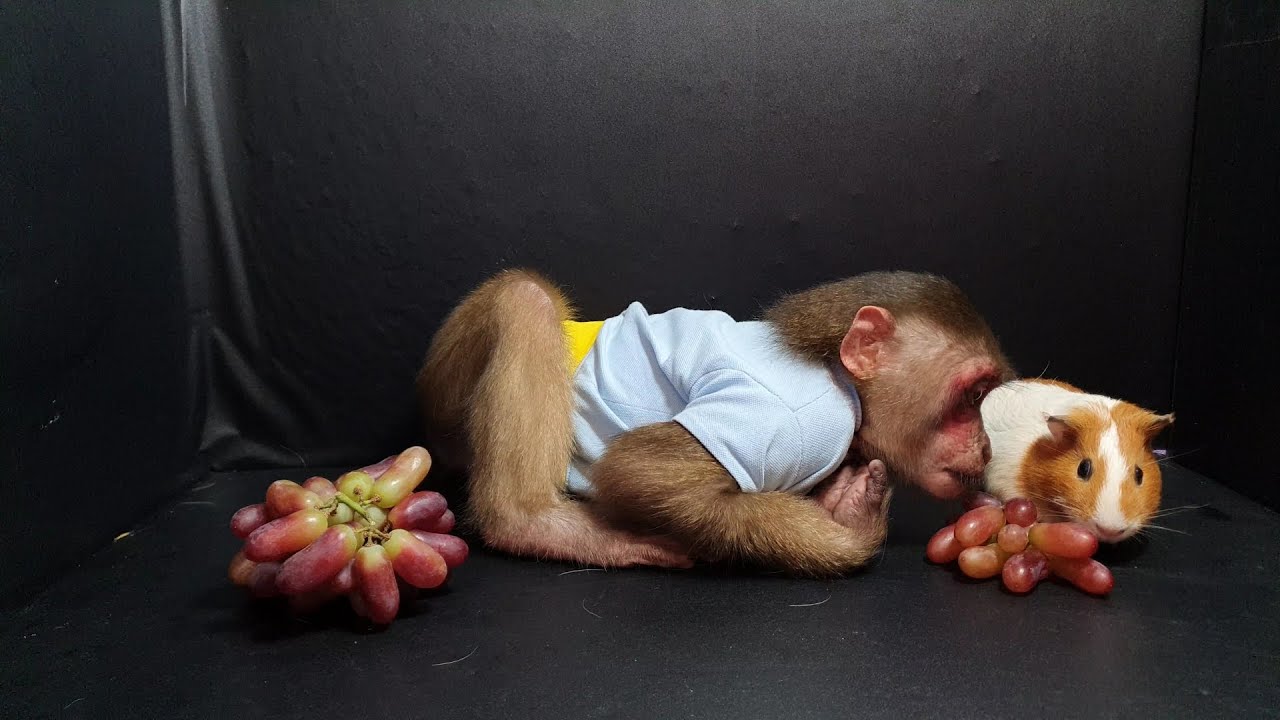 Monkey and Mouse Nervously Eating Grapes - YouTube