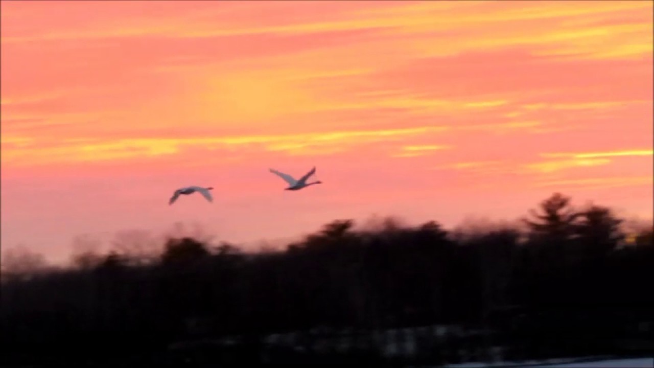 Trumpeter Swans Flying into Sunset ~ Nevis, Minnesota - YouTube