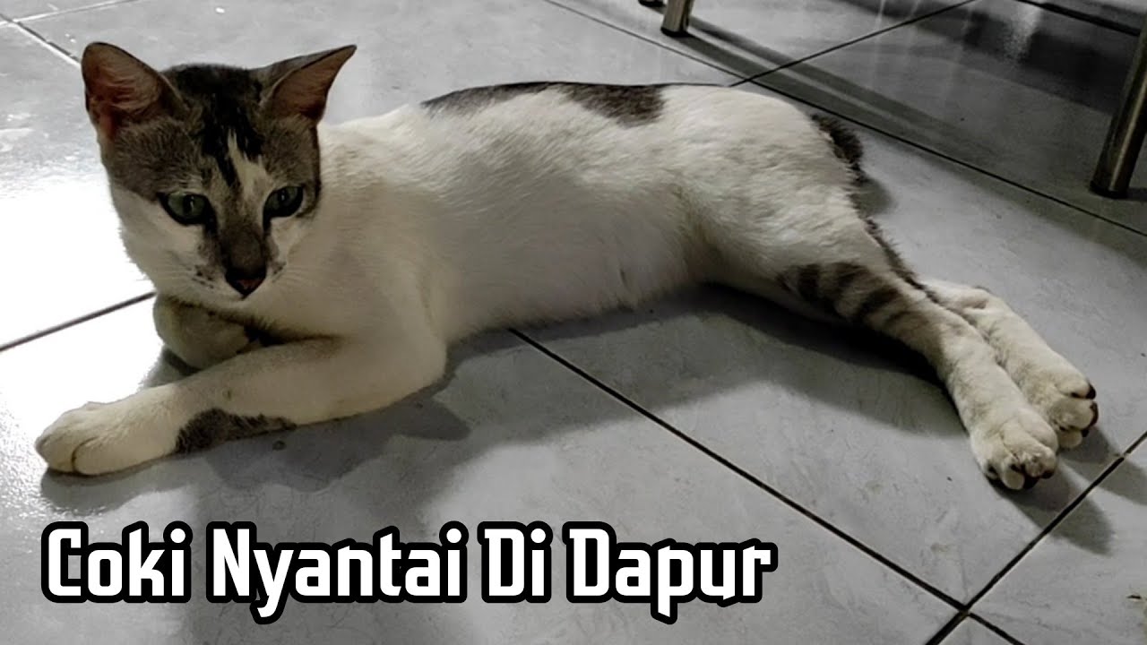 45. Coki Nyantai Di Dapur || Kucing kampung peliharaan - YouTube