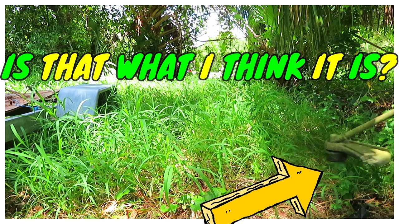 I Found Multiple Items Hiding Beneath Deep Tall Grass In A NEGLECTED ...